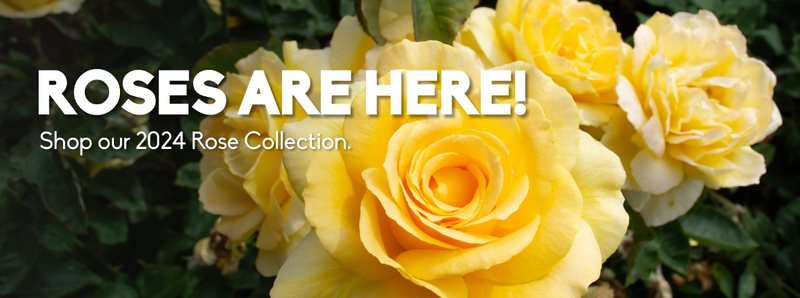 Sheridan Nurseries - Online Store