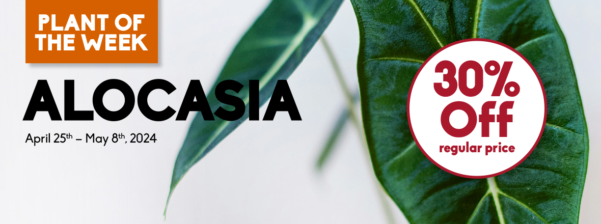 Sheridan Nurseries - Online Store