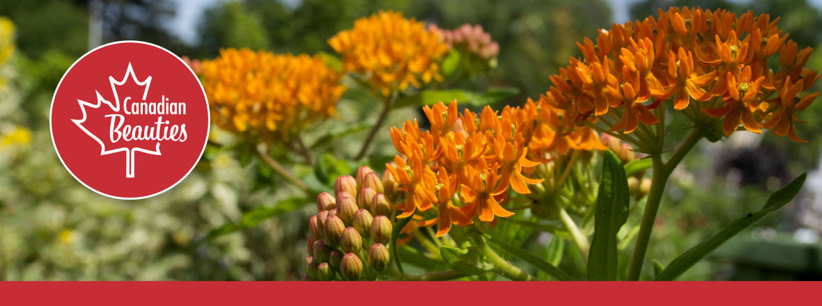 Sheridan Nurseries - Online Store