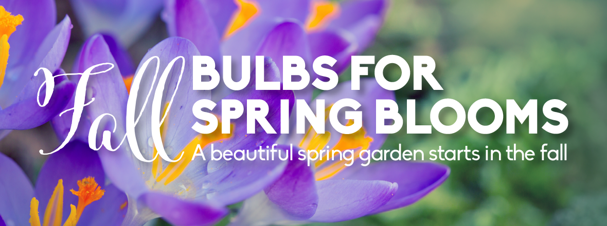 Sheridan Nurseries - Online Store