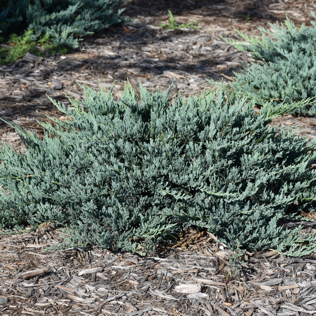 Blue Chip Juniper # 3 Container - Sheridan Nurseries Online