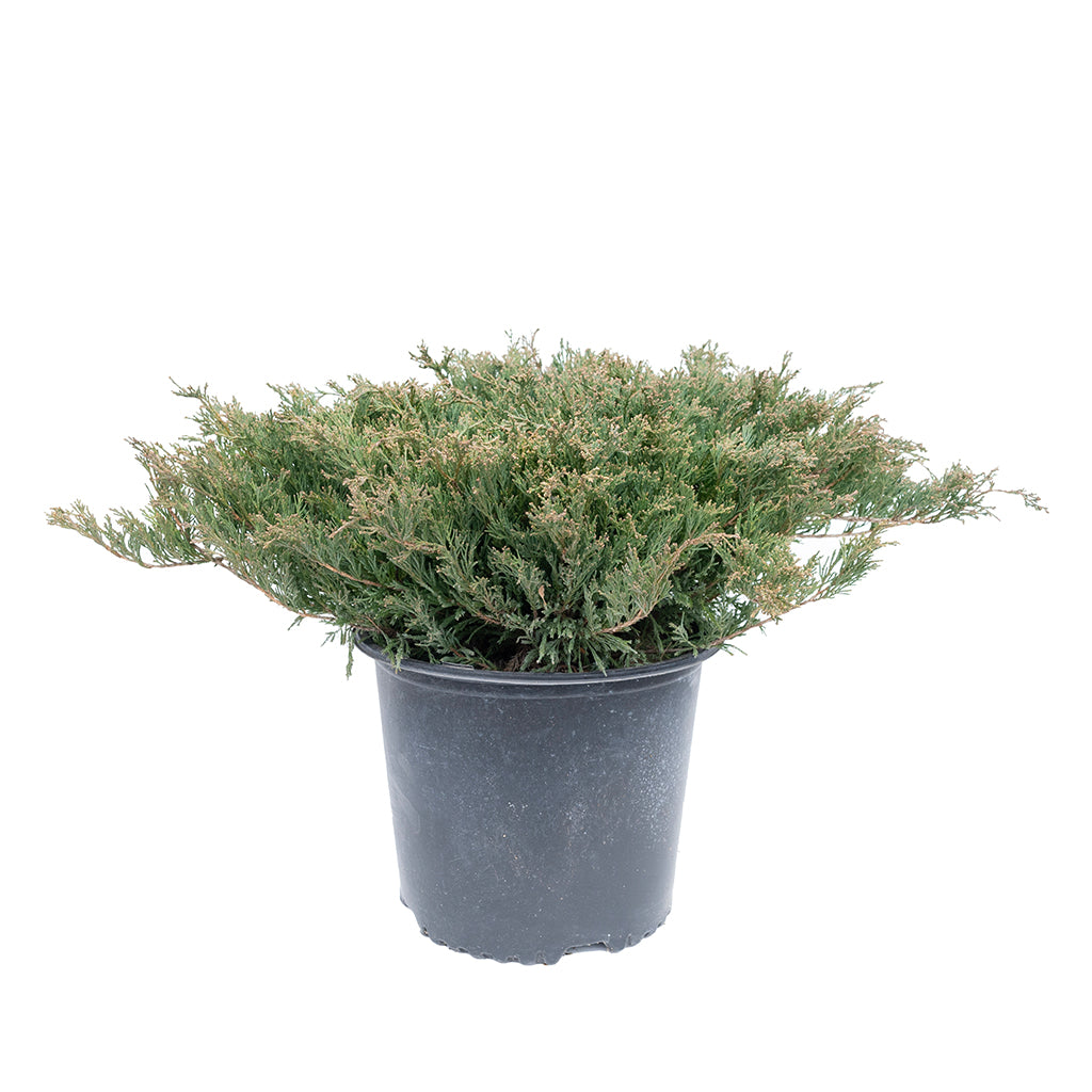 Compact Andorra Juniper - Sheridan Nurseries Online