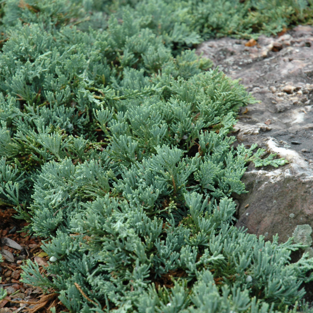 Blue Rug Juniper # 2 Container - Sheridan Nurseries Online