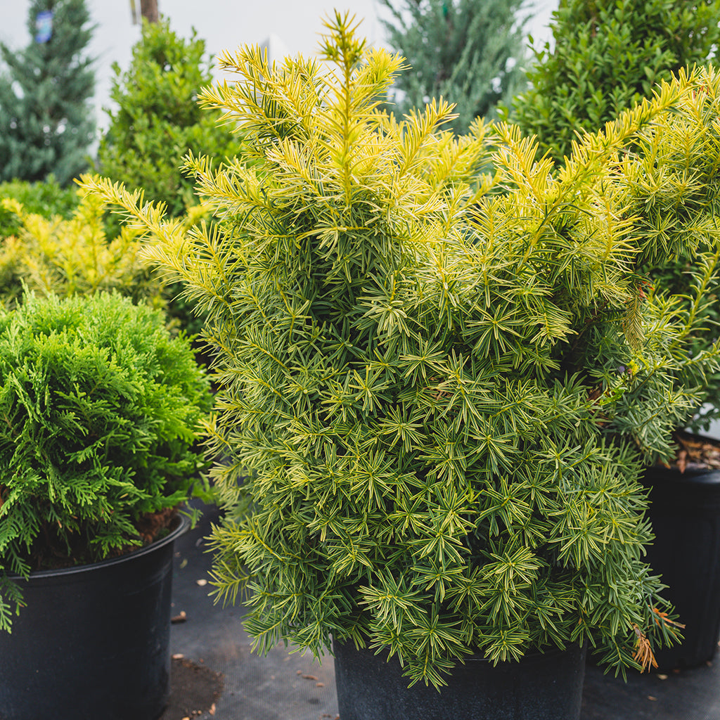 Yew Trees - Sheridan Nurseries