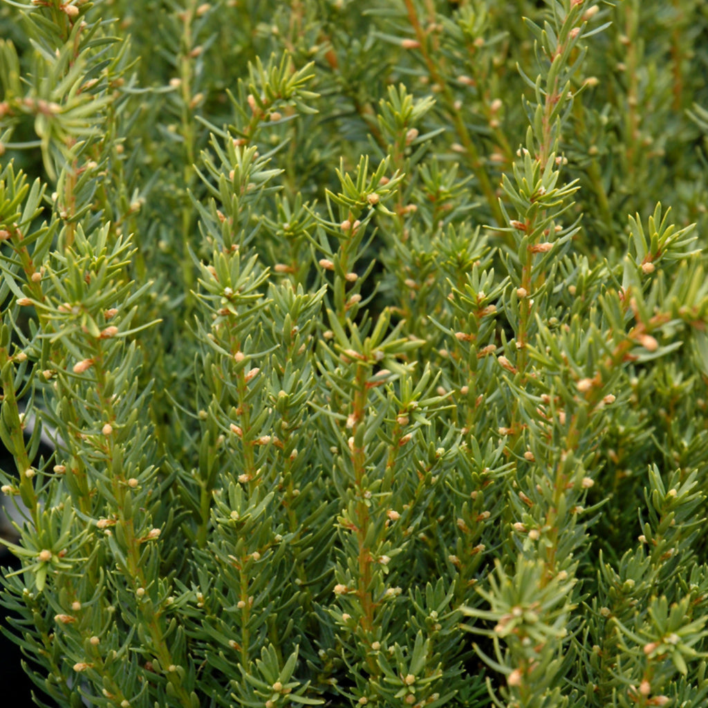 Yew Trees - Sheridan Nurseries