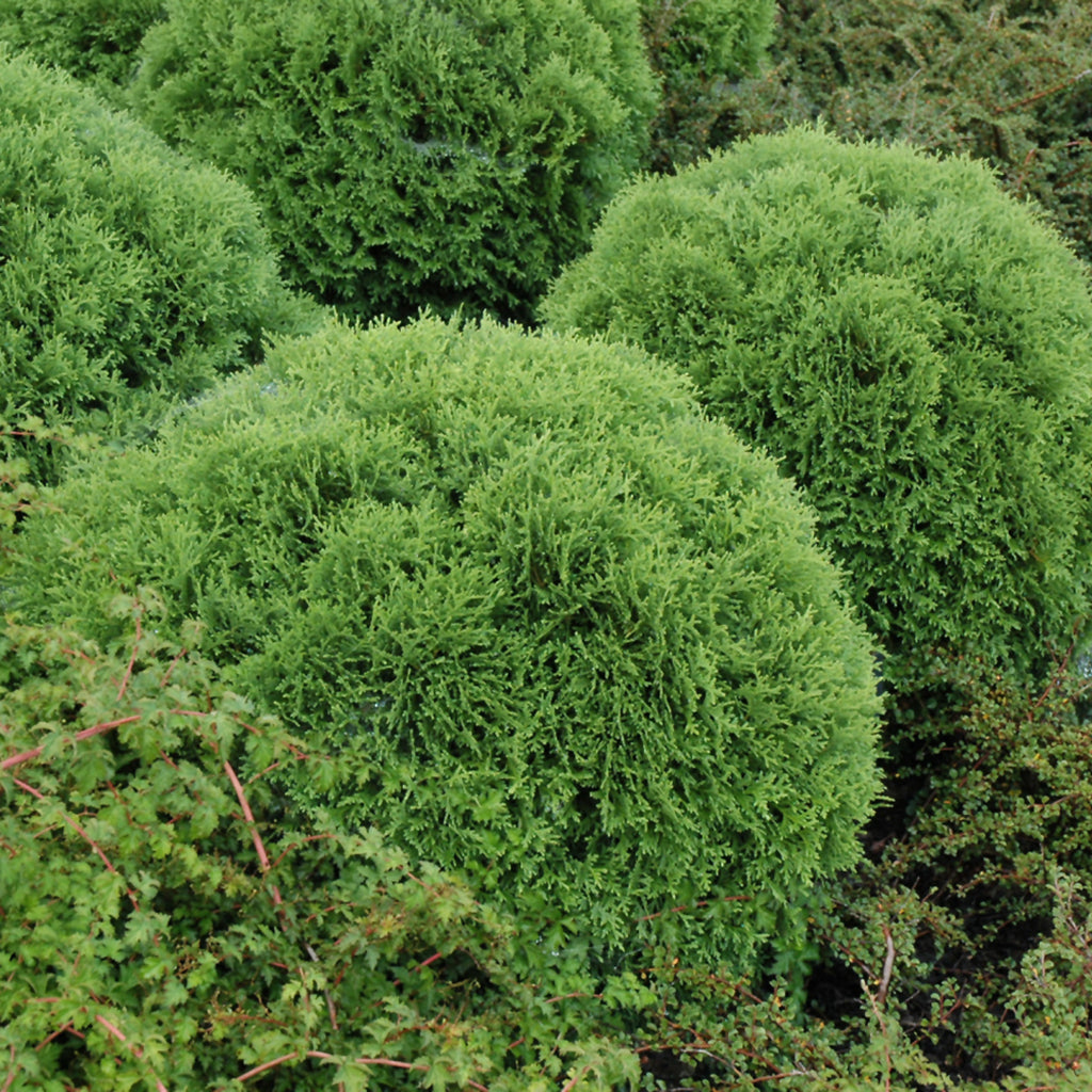 Cedar Trees - Sheridan Nurseries Online