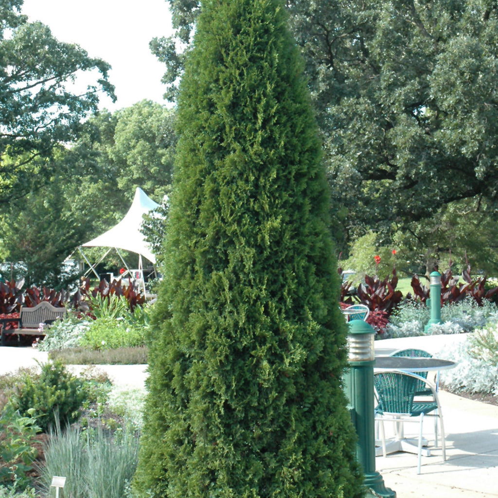 Emerald Eastern Cedar - Sheridan Nurseries Online