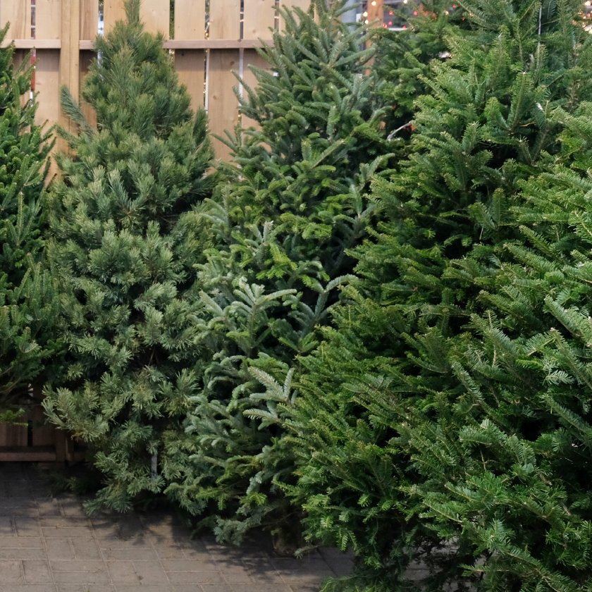 Sheridan Nurseries - Online Store