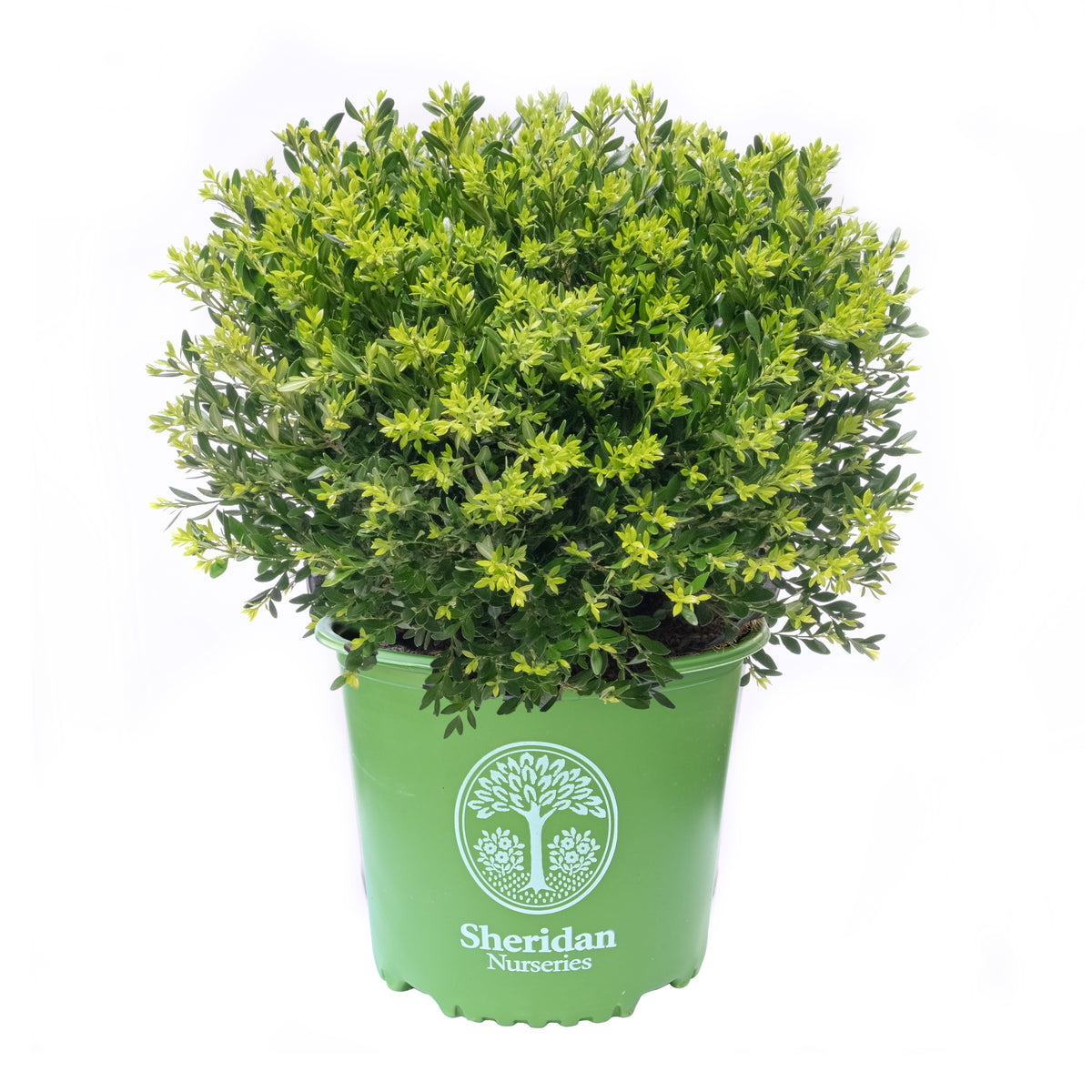 Nursery Plants - Sheridan Nurseries Online