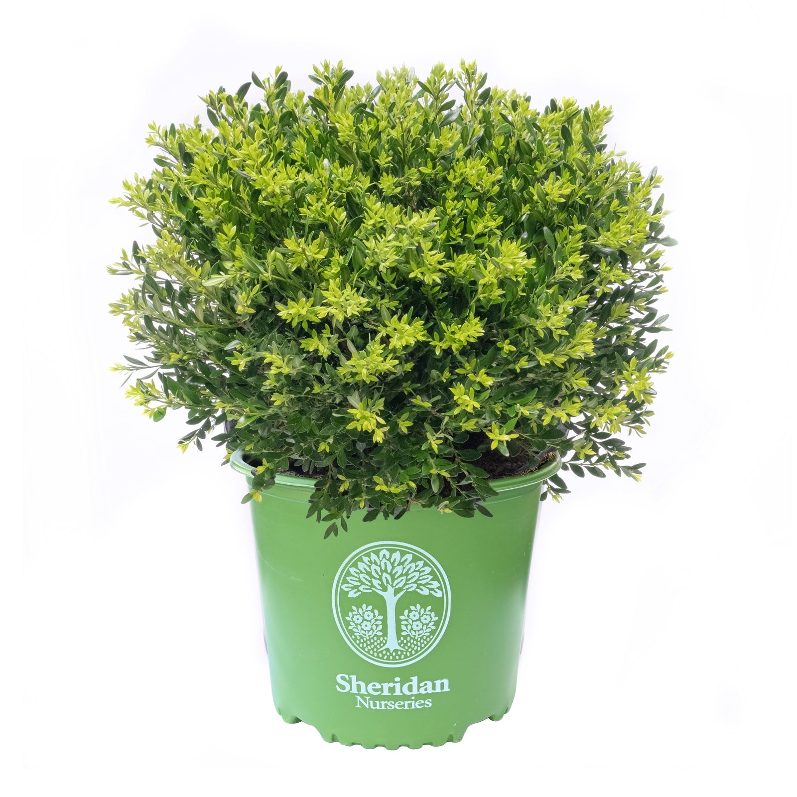 Nursery Plants - Sheridan Nurseries Online