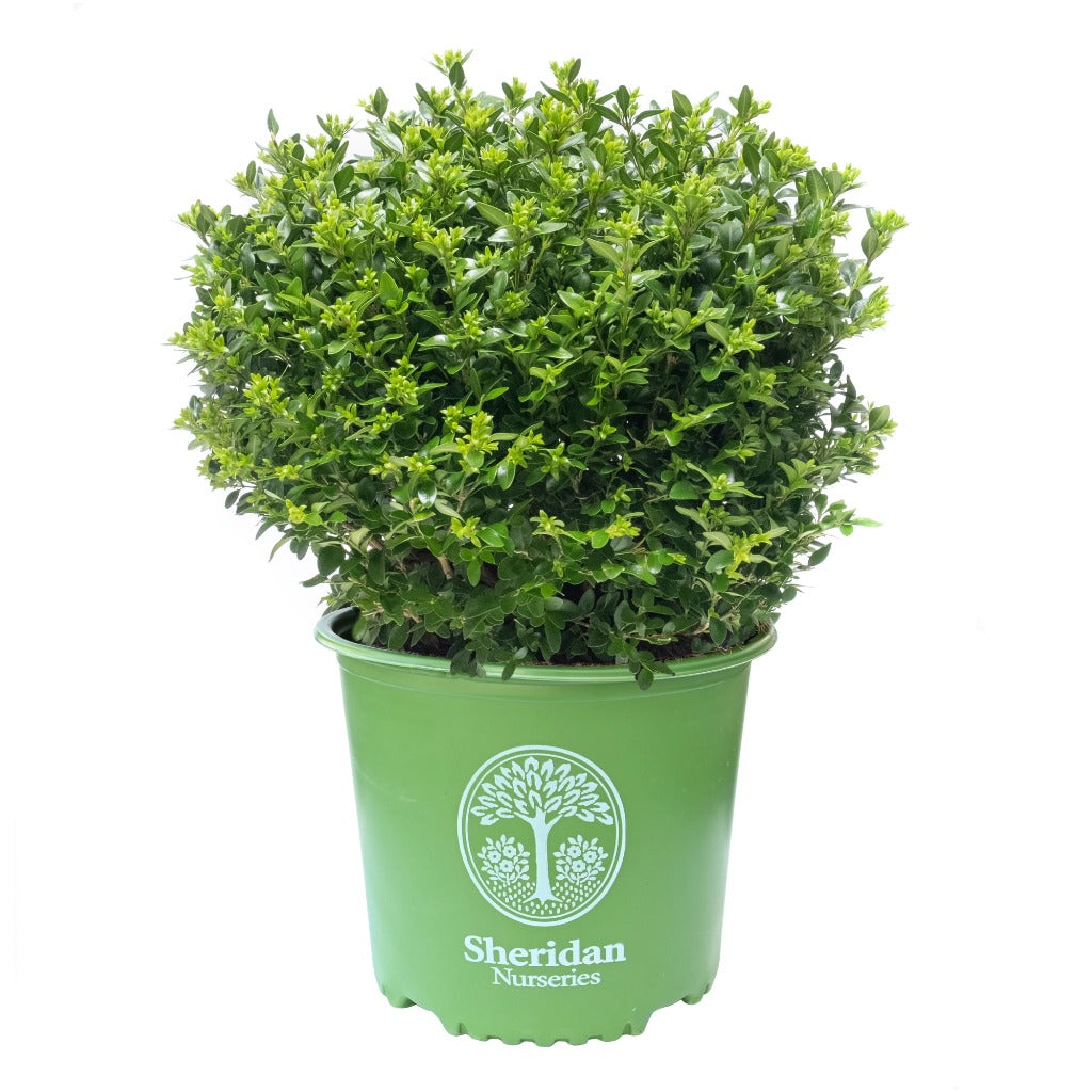 Nursery Plants - Sheridan Nurseries Online