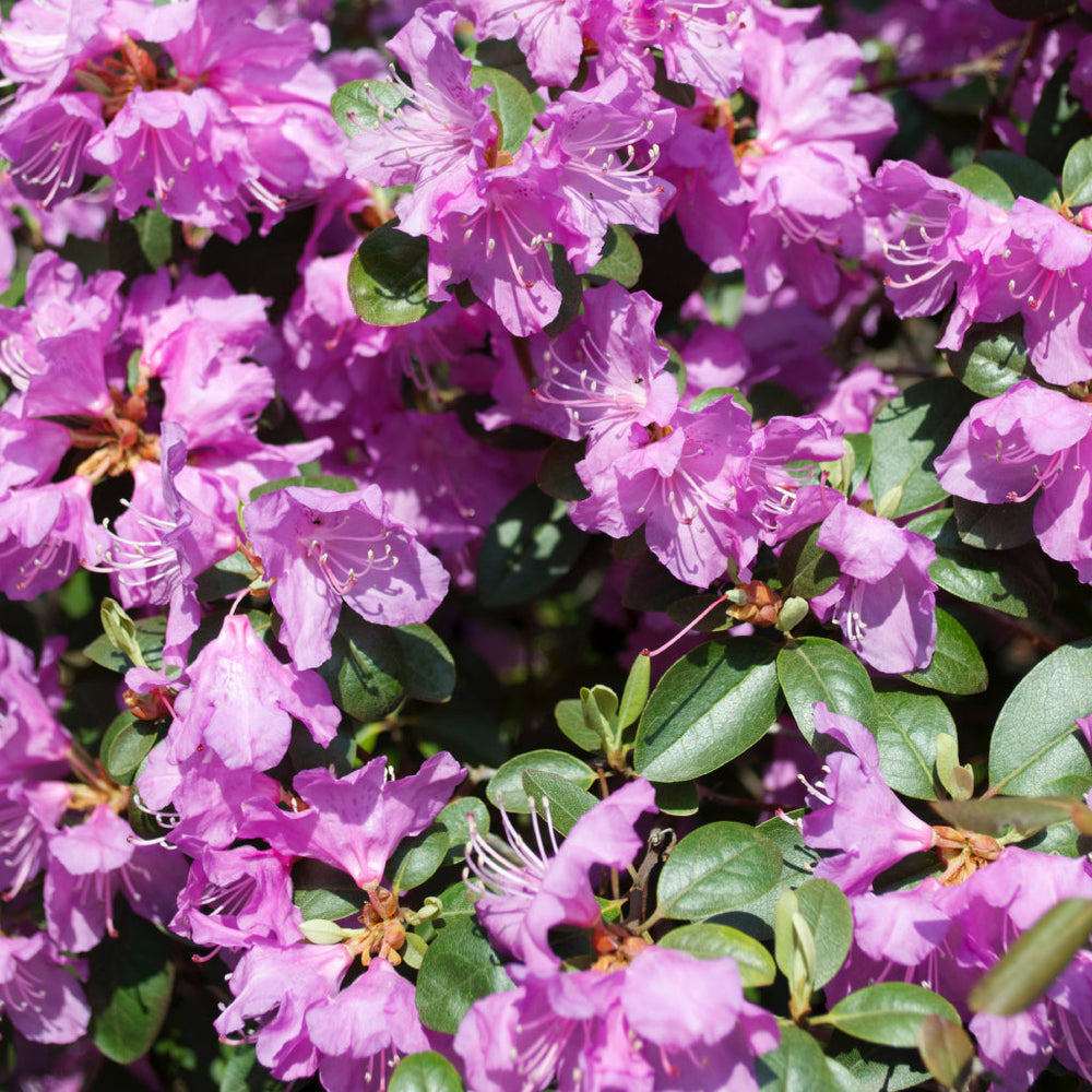 Broadleaf Evergreens - Sheridan Nurseries Online