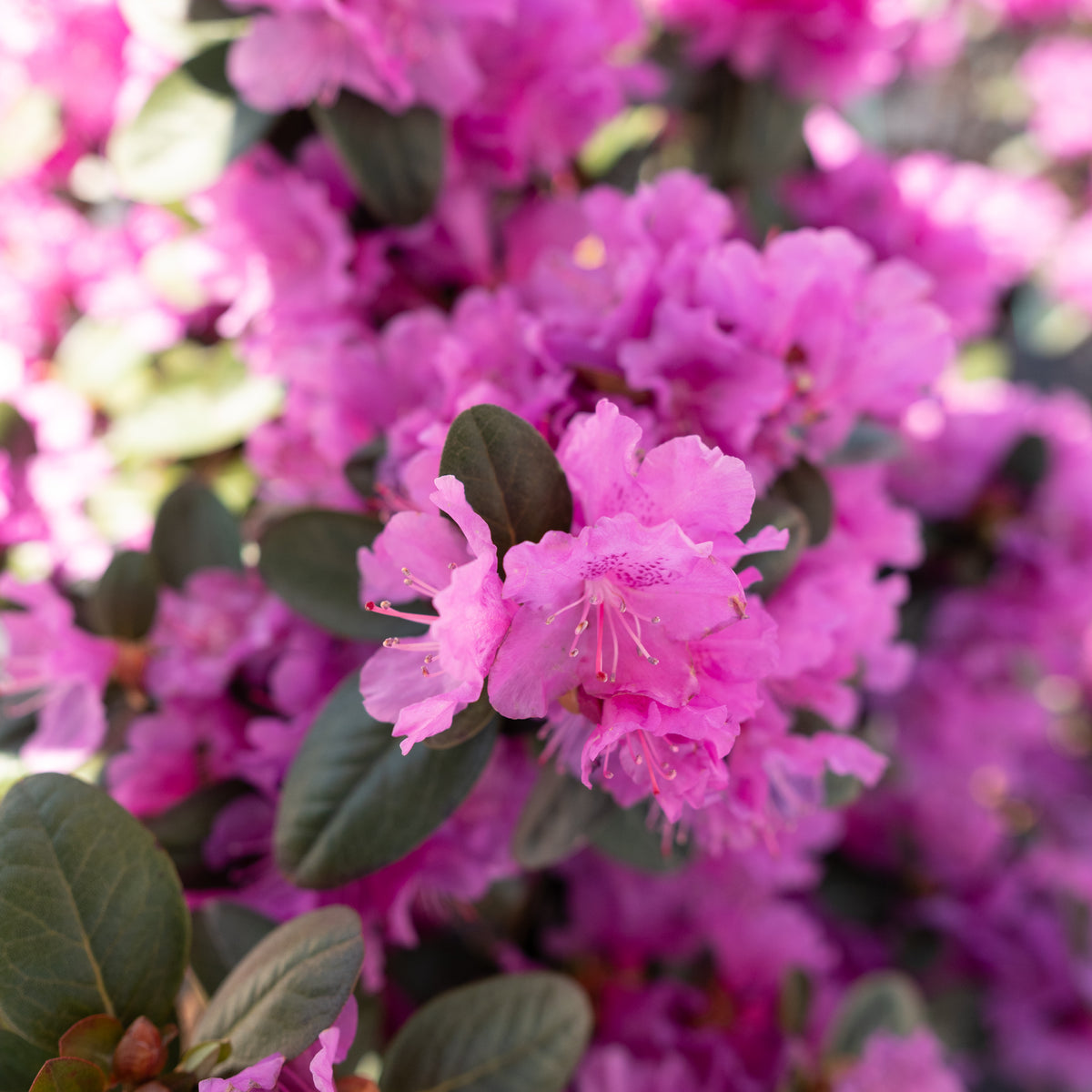 Elite PJM Rhododendron - Sheridan Nurseries Online