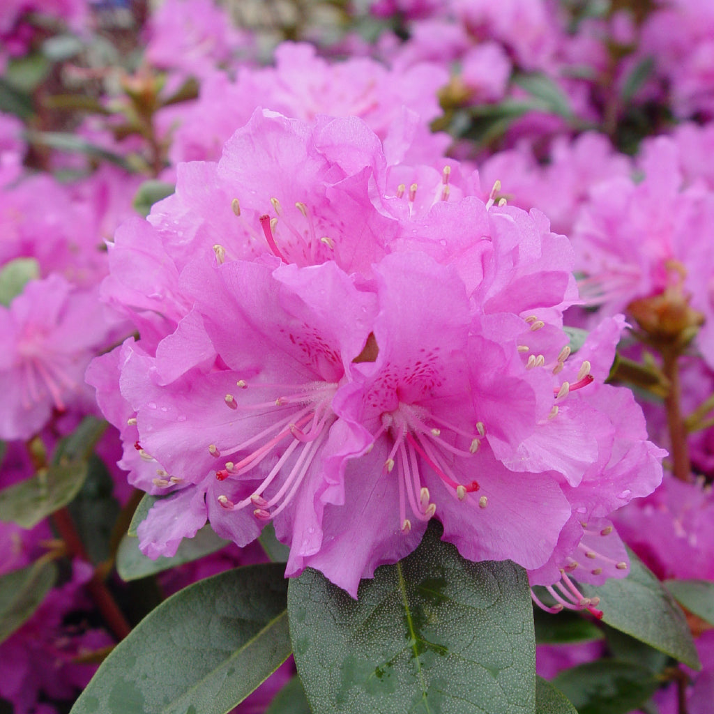 Shop Plants Collections - Sheridan Nurseries Online