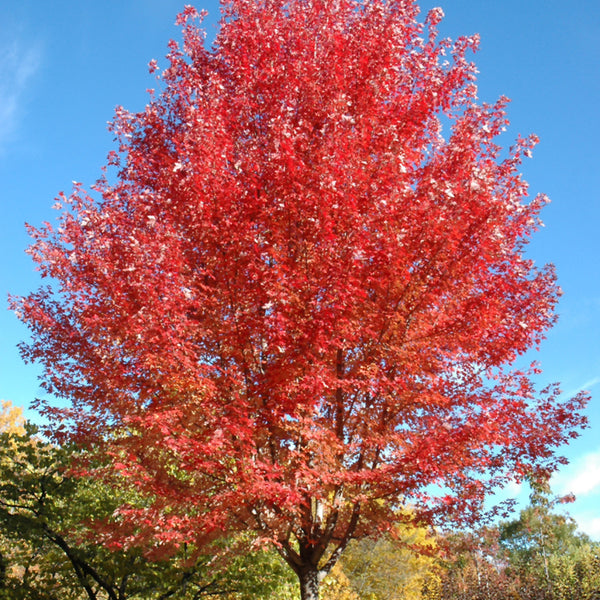 All Maple Trees Tagged "Maples" - Sheridan Nurseries