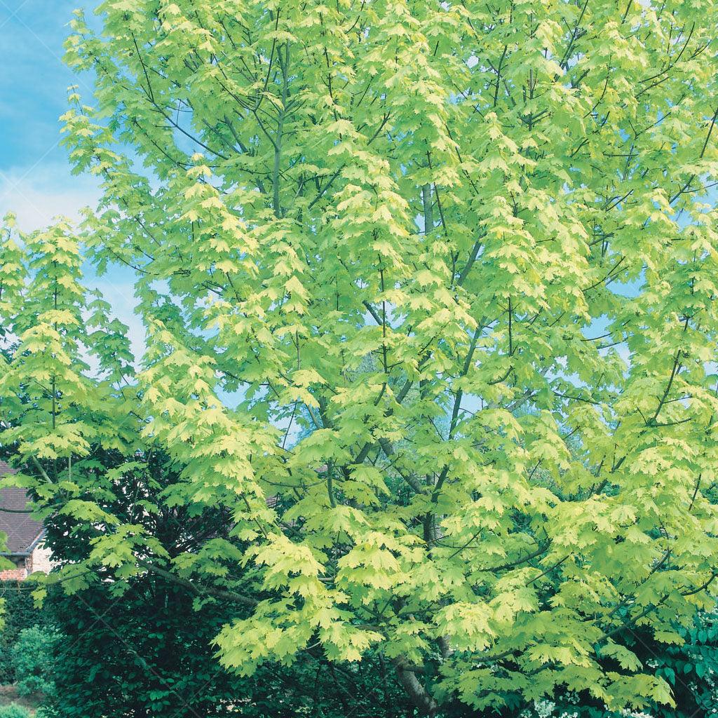 Princeton Gold Norway Maple - Sheridan Nurseries Online