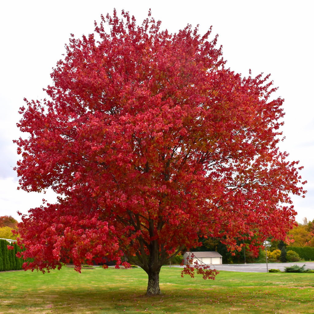 Red Maple #15 CG - Sheridan Nurseries Online
