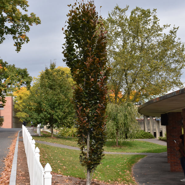 Beech Trees - Sheridan Nurseries Online