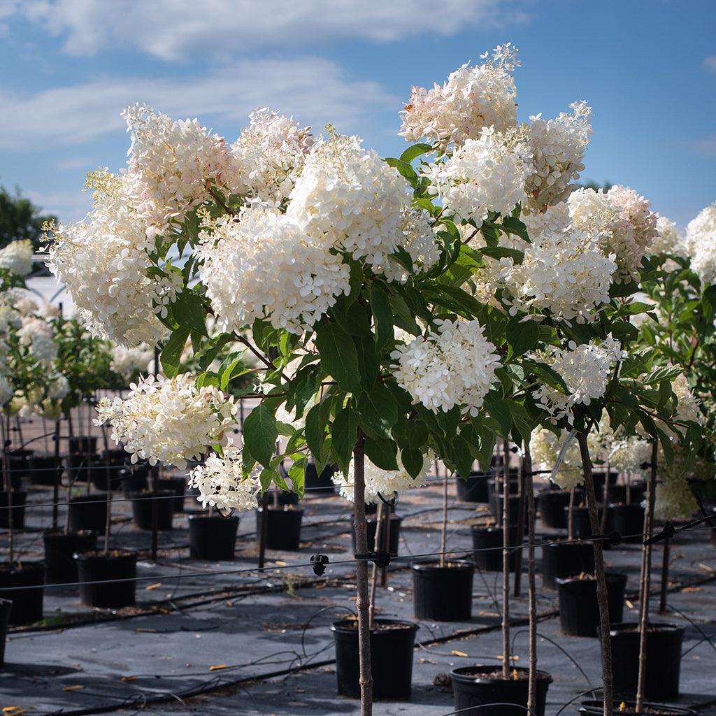 Hydrangea Trees - Sheridan Nurseries Online