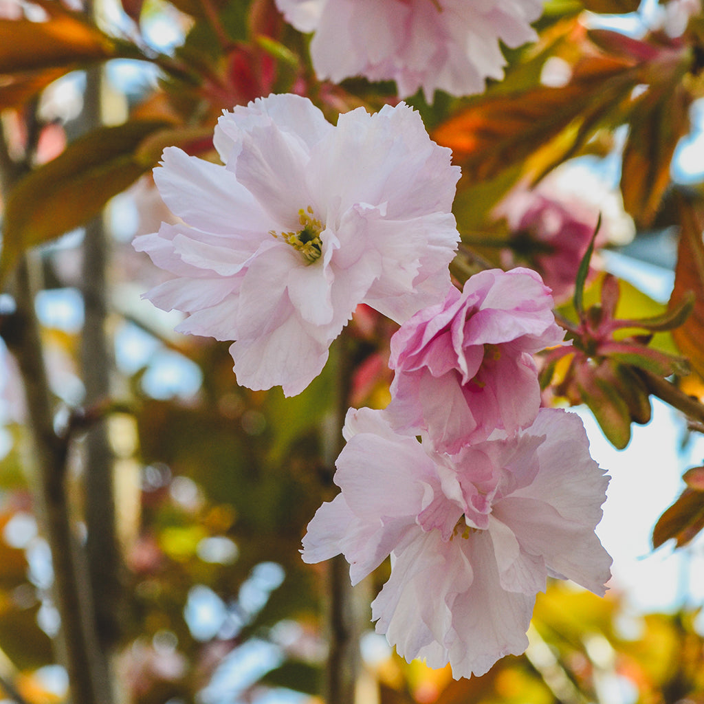 Ornamental Cherry Trees - Sheridan Nurseries Online