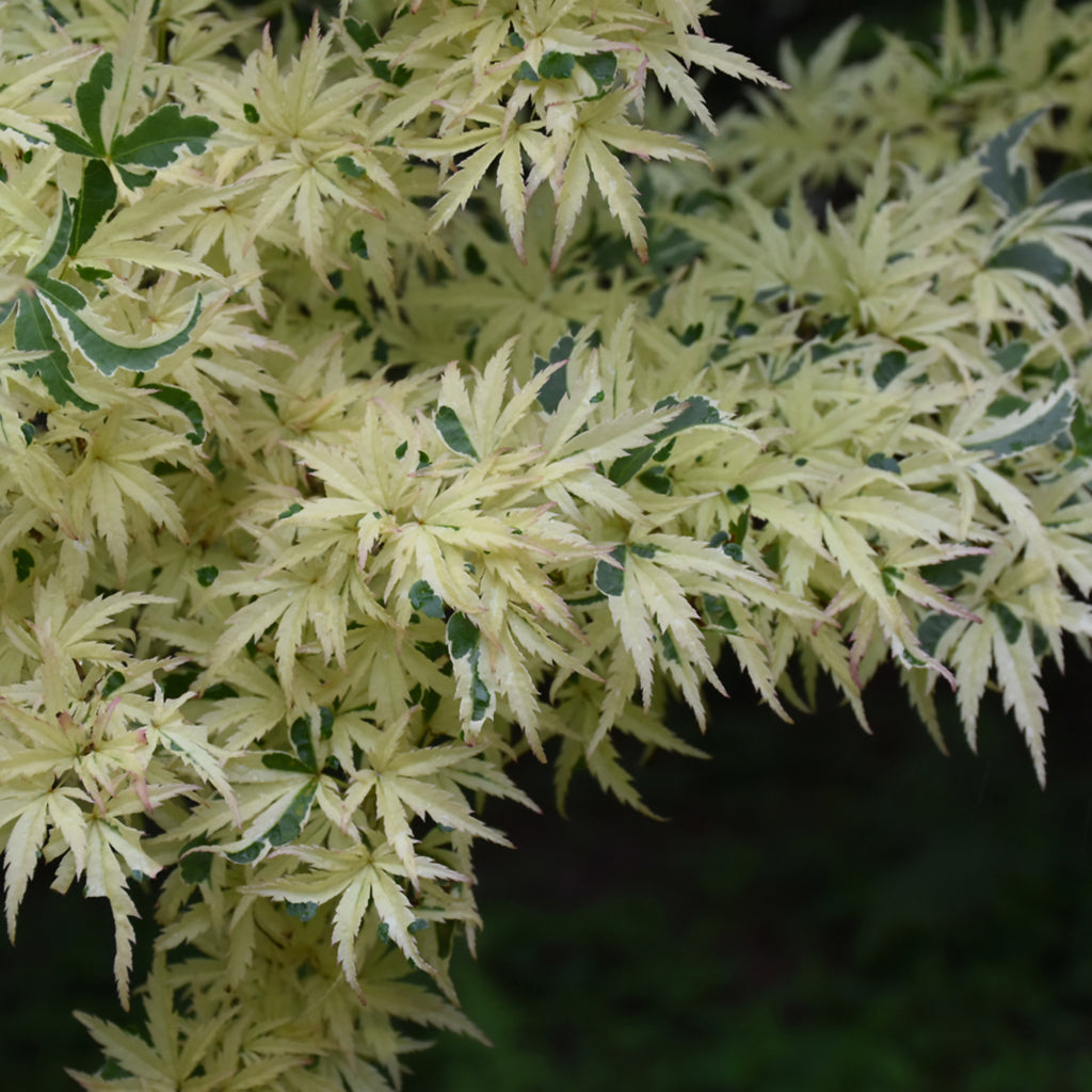 Japanese Maples - Sheridan Nurseries