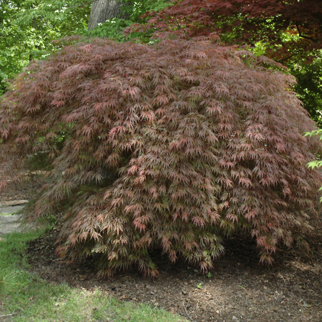 Japanese Maples - Sheridan Nurseries Online