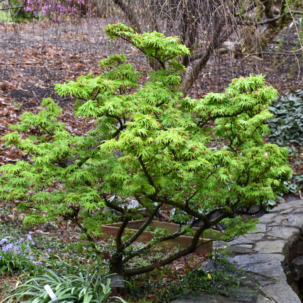 Japanese Maples - Sheridan Nurseries Online