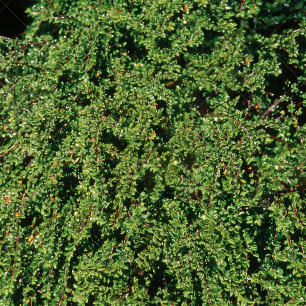 Tom Thumb Cranberry Cotoneaster - Sheridan Nurseries Online