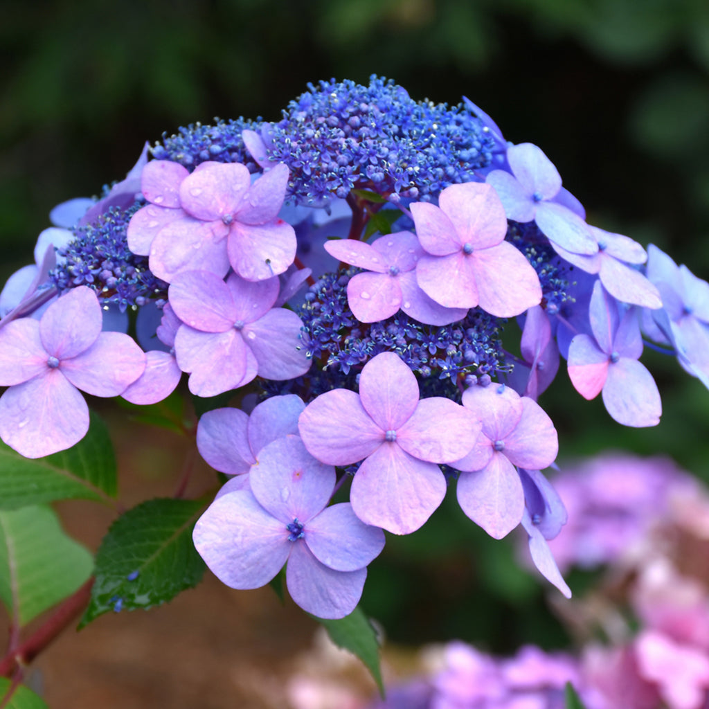 Hydrangea Shrubs - Sheridan Nurseries Online