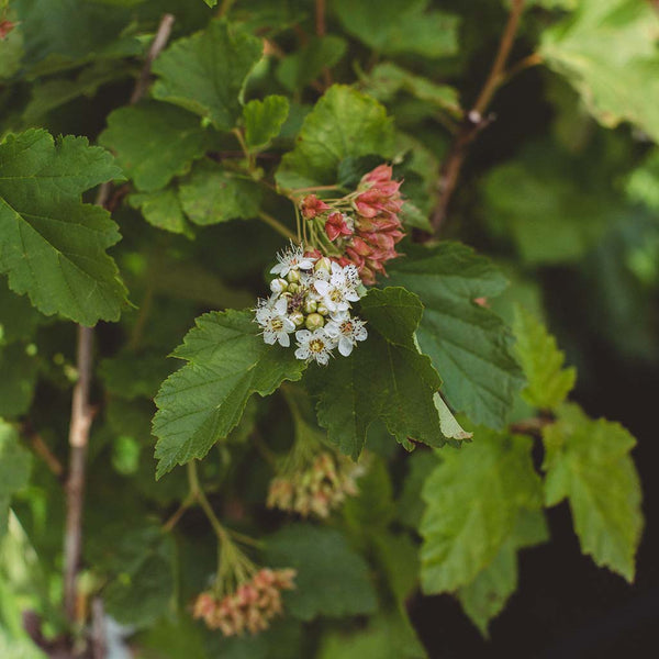 Common Ninebark # 1 Cg - Sheridan Nurseries