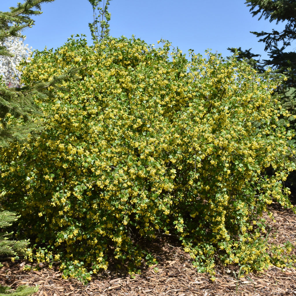 Golden Currant - Sheridan Nurseries Online