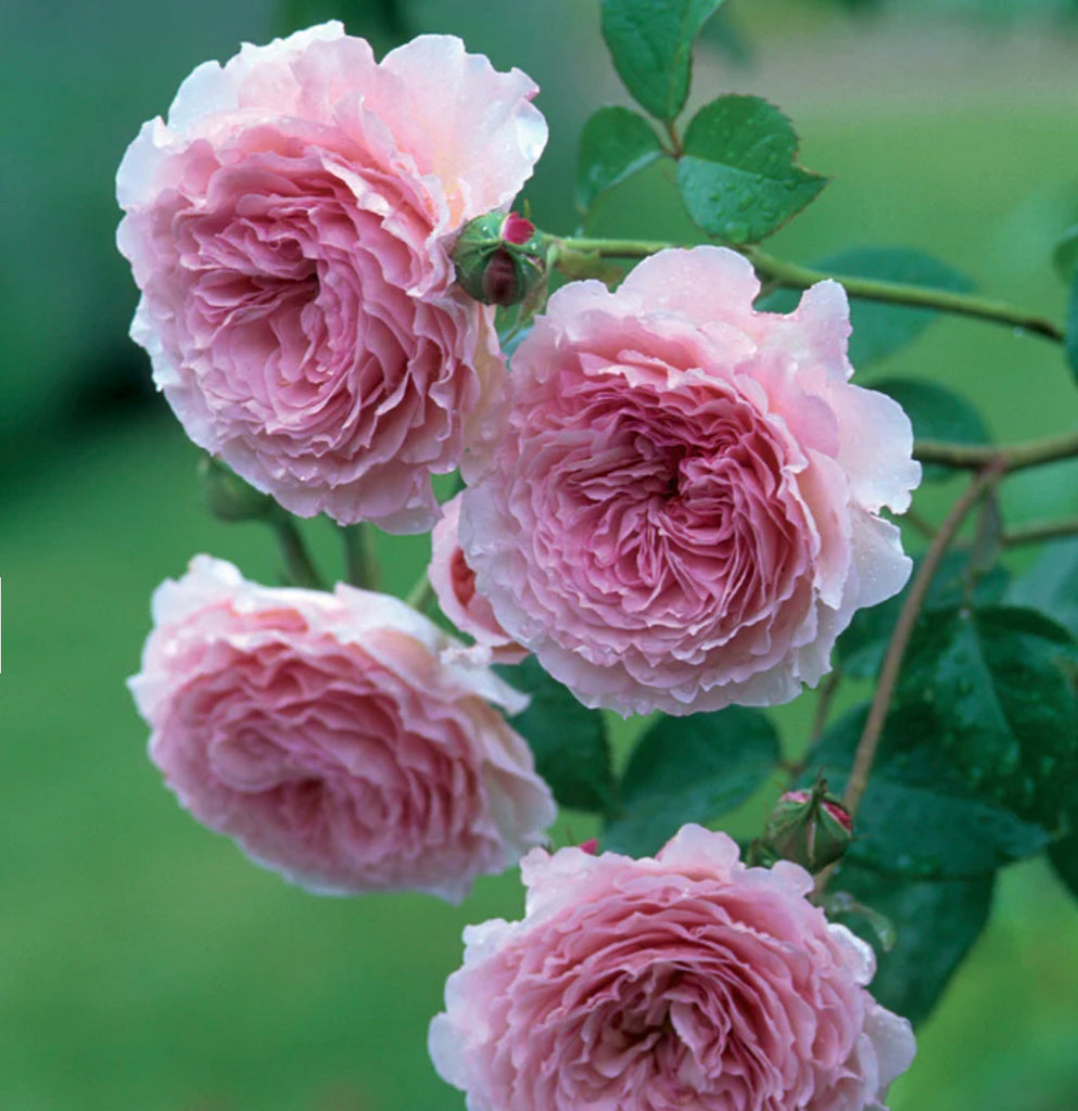 Shop Roses Collections - Sheridan Nurseries Online