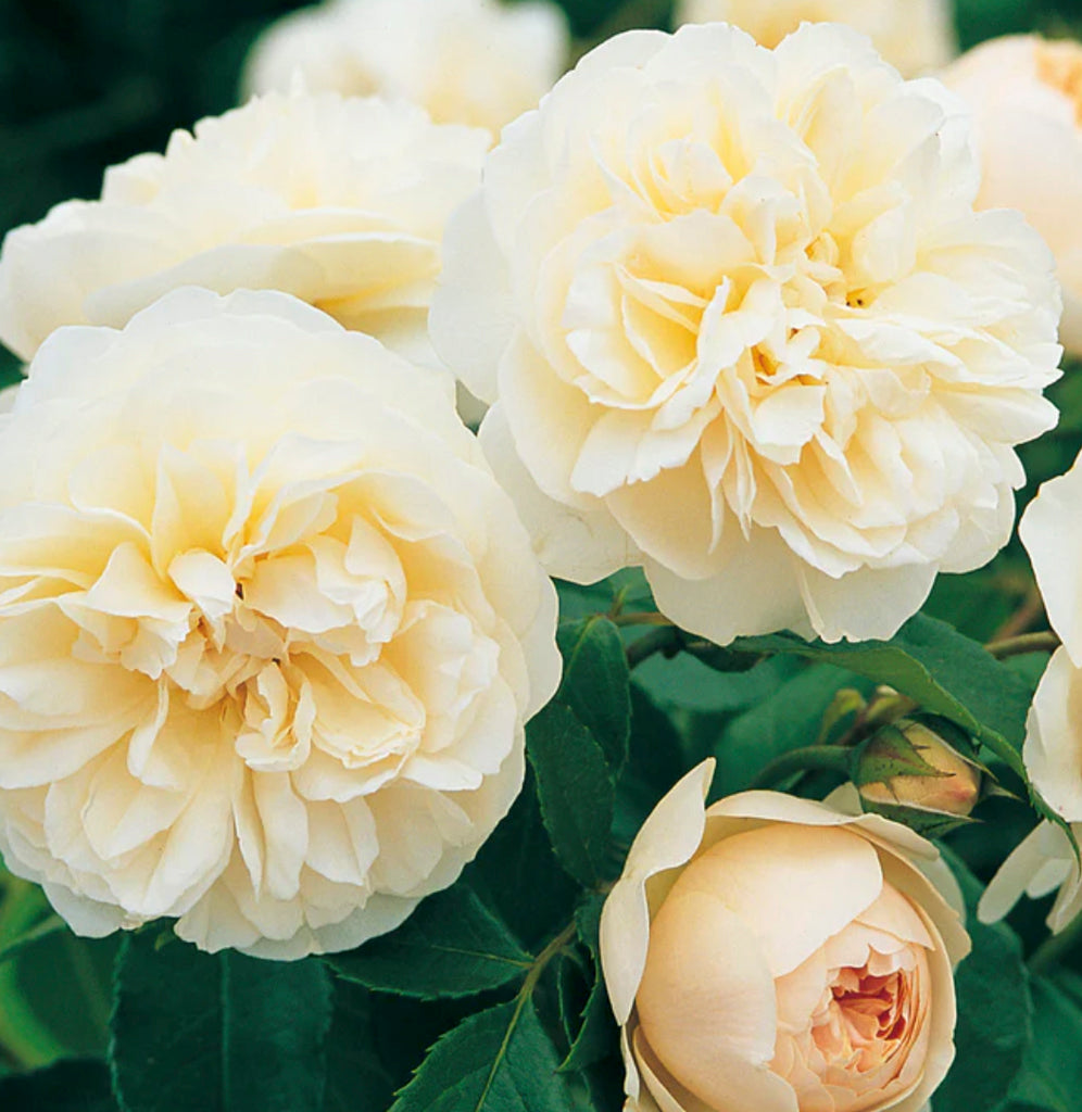 Shop Roses Collections - Sheridan Nurseries Online