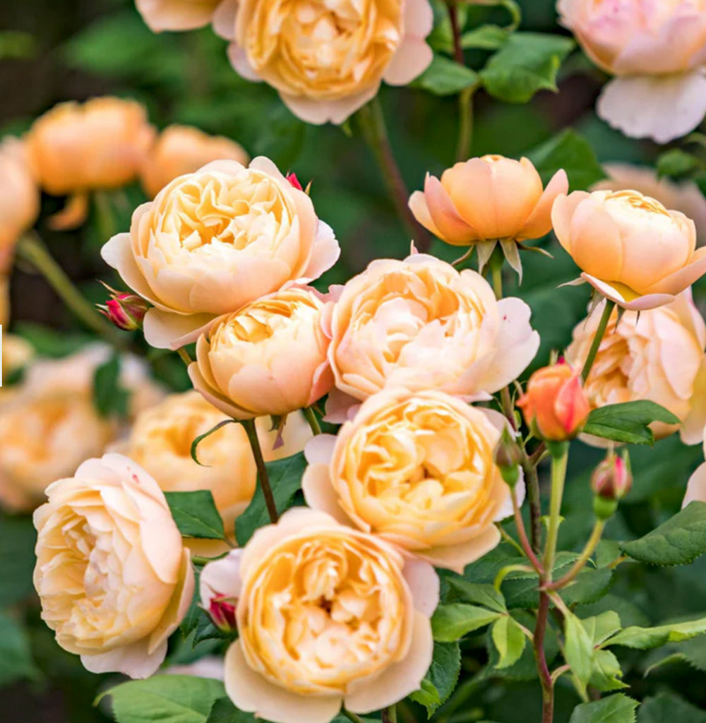 Shop Roses Collections - Sheridan Nurseries Online