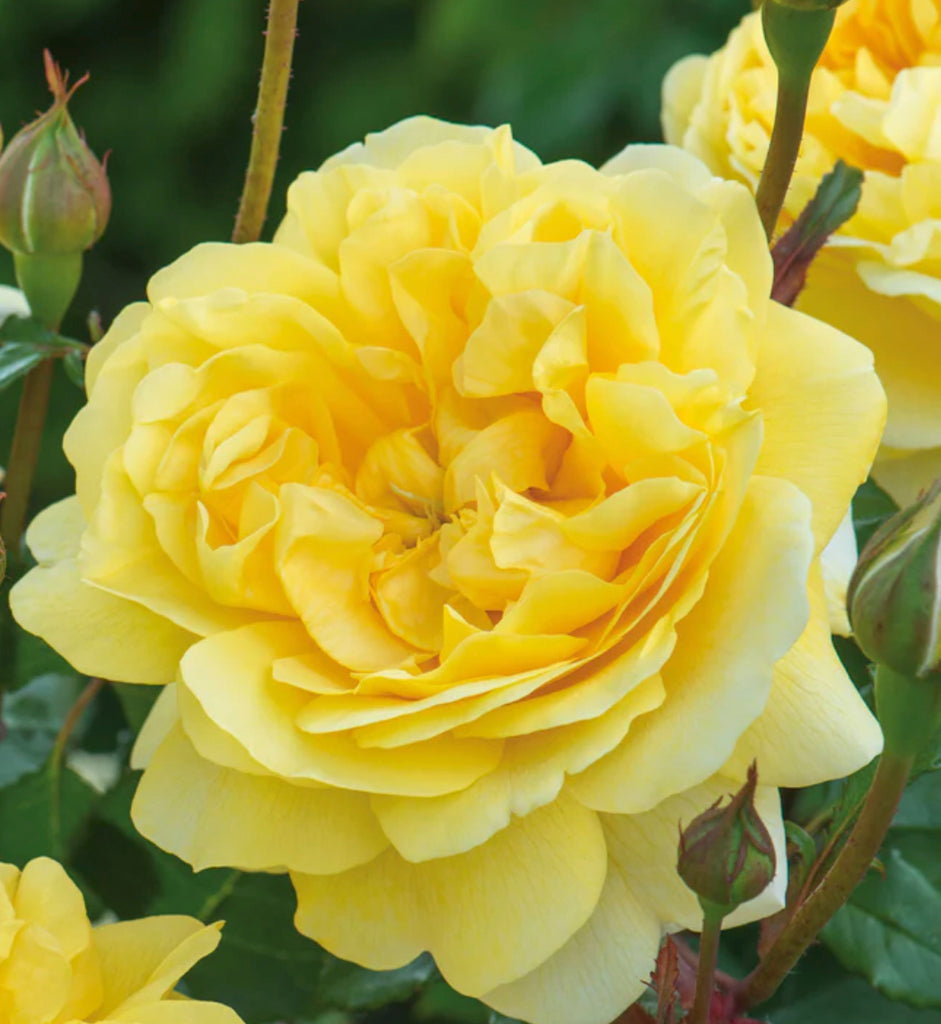 Flowering Perennials - Sheridan Nurseries Online