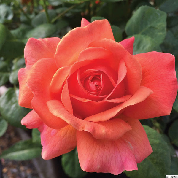 Shop Roses Collections - Sheridan Nurseries Online