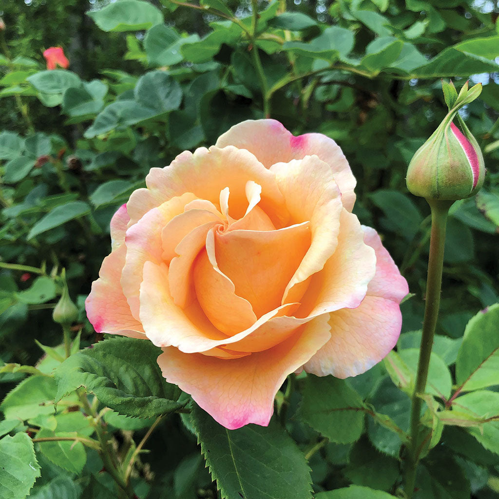 Shop Roses Collections - Sheridan Nurseries Online