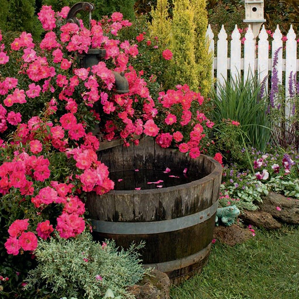 Roses - Sheridan Nurseries Online