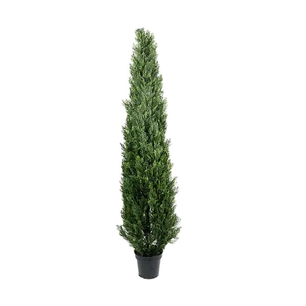 Mini Cedar Pine Tree 9Ft Everlasting - Sheridan Nurseries Online