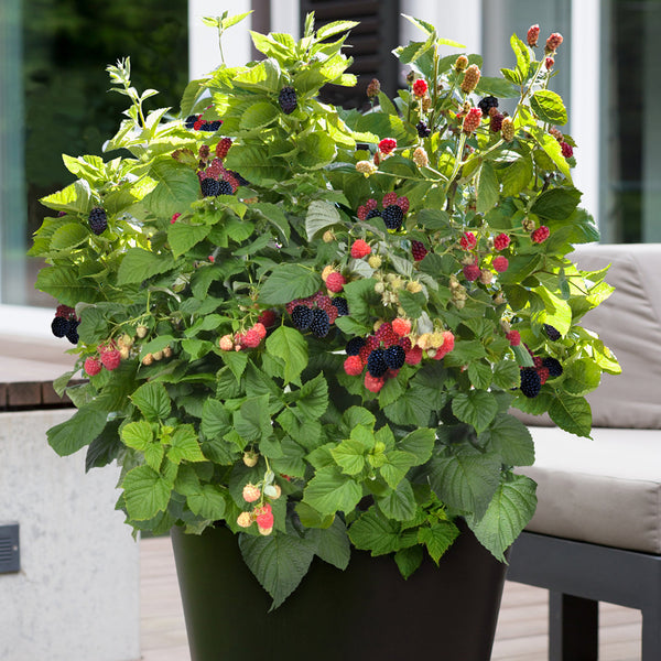 Blackberries - Sheridan Nurseries Online