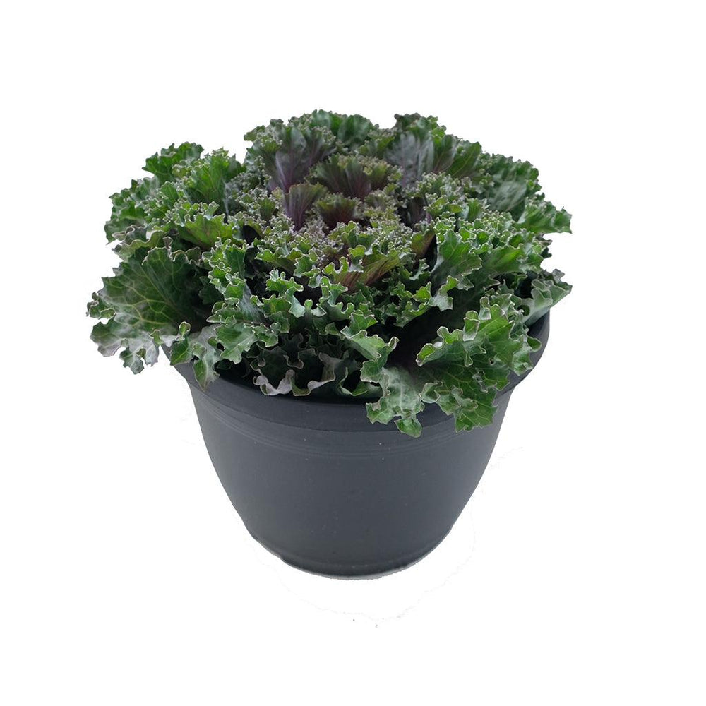 In-Store Showcase - Fall Annuals - Sheridan Nurseries Online