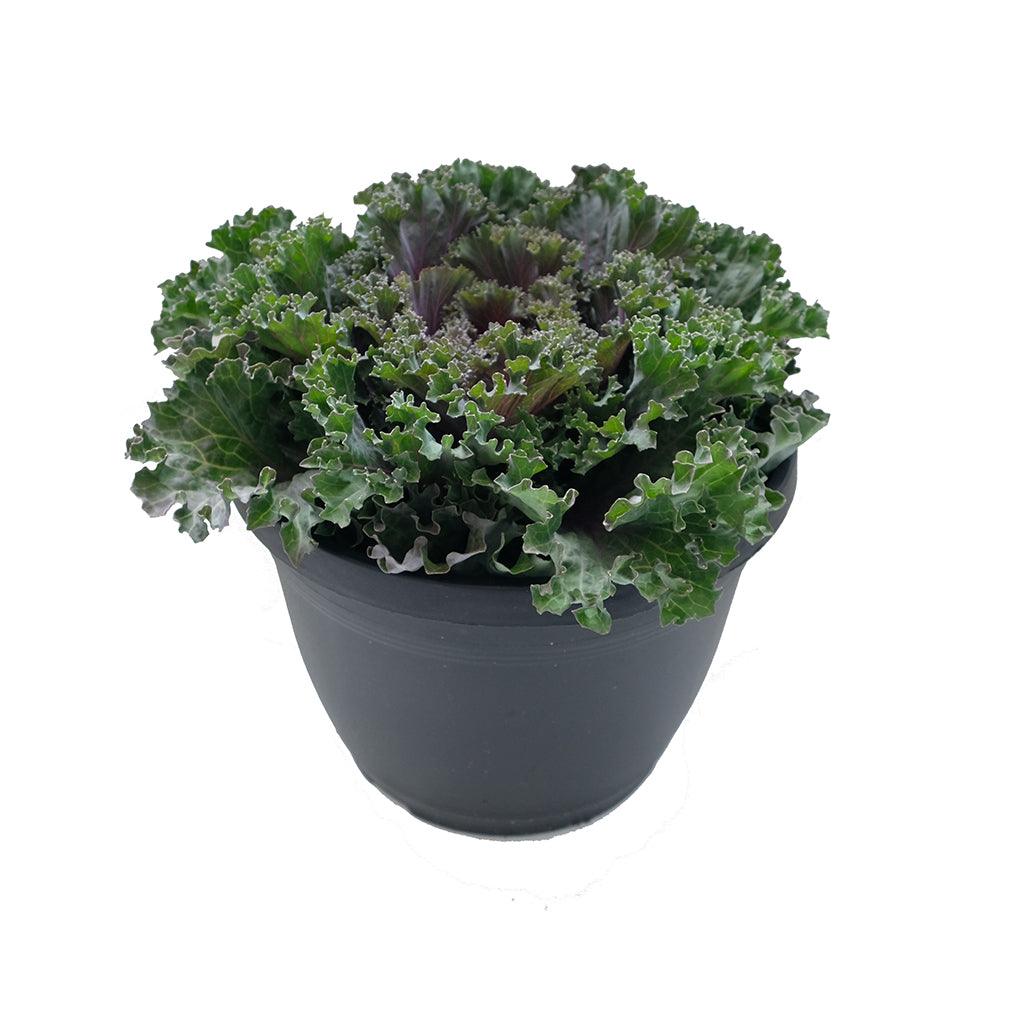 In-Store Showcase - Fall Annuals - Sheridan Nurseries Online