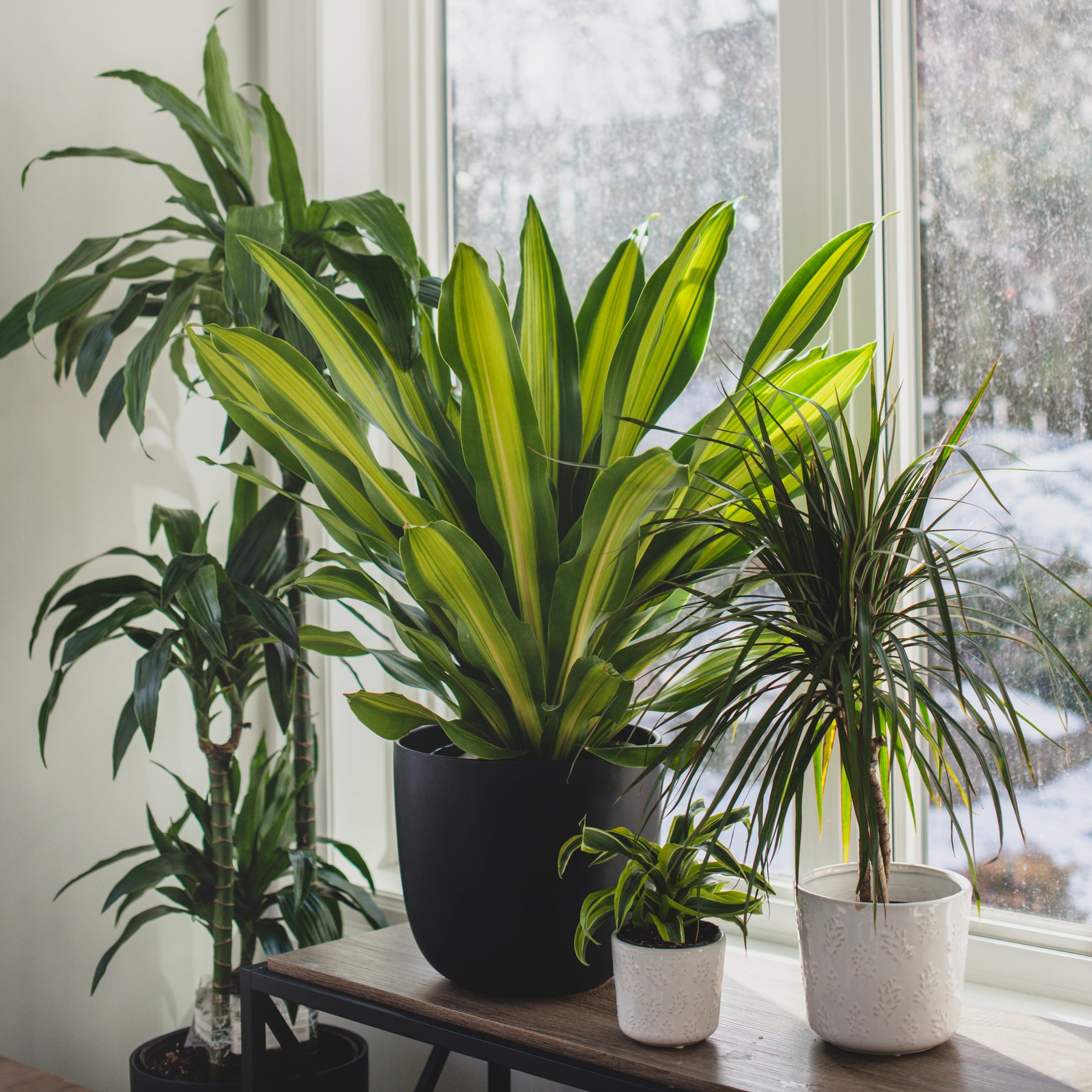 Sheridan Nurseries - Online Store