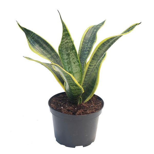 Sansevieria/Snake Plant Zeylanica Superba - Sheridan Nurseries