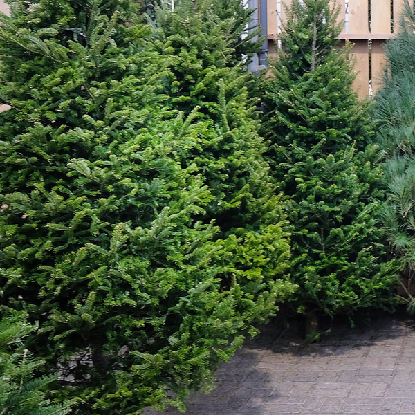 Sheridan Nurseries - Online Store