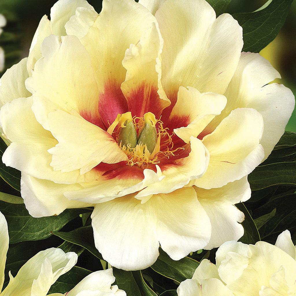 Itoh Peonies - Sheridan Nurseries Online