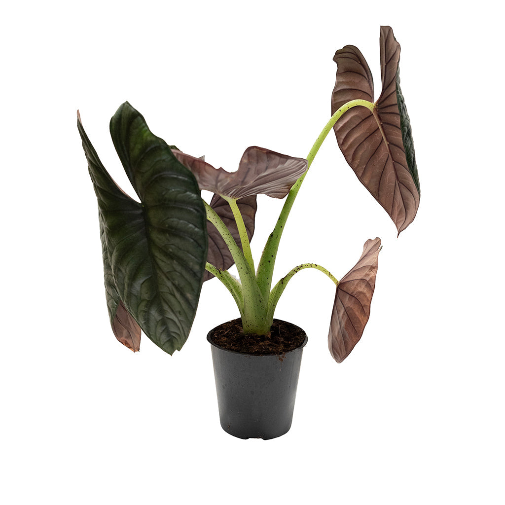 All Tropical Plants - Sheridan Nurseries Online