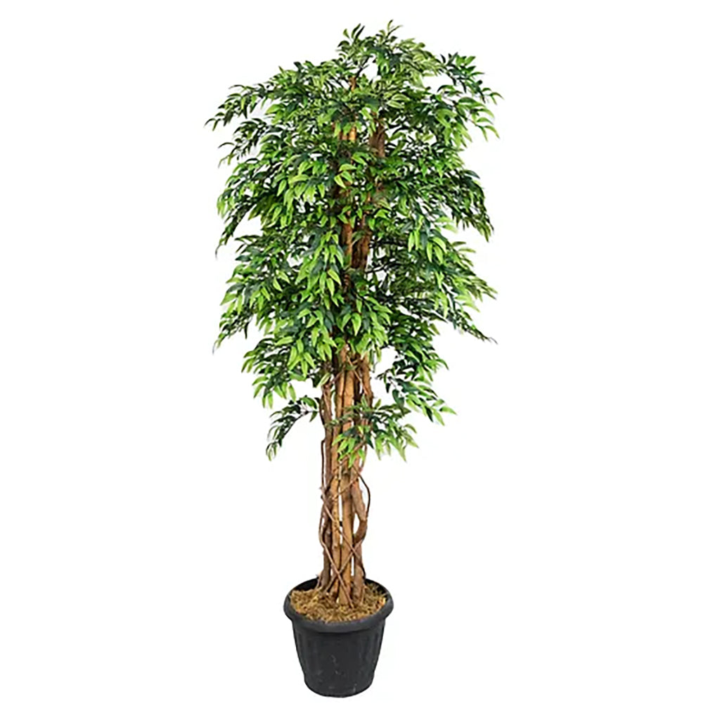 Ruscus Tree 6Ft Everlasting - Sheridan Nurseries Online