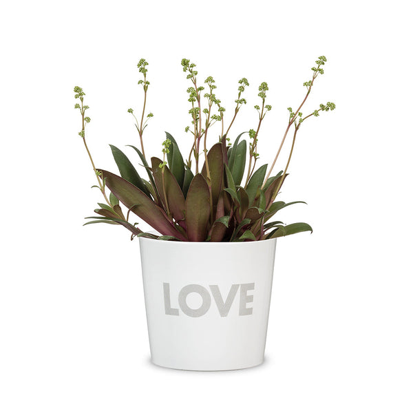 Love Pot - Sheridan Nurseries