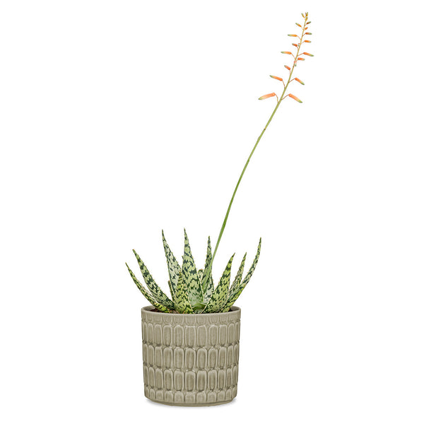 Luna Taupe Pot - Sheridan Nurseries